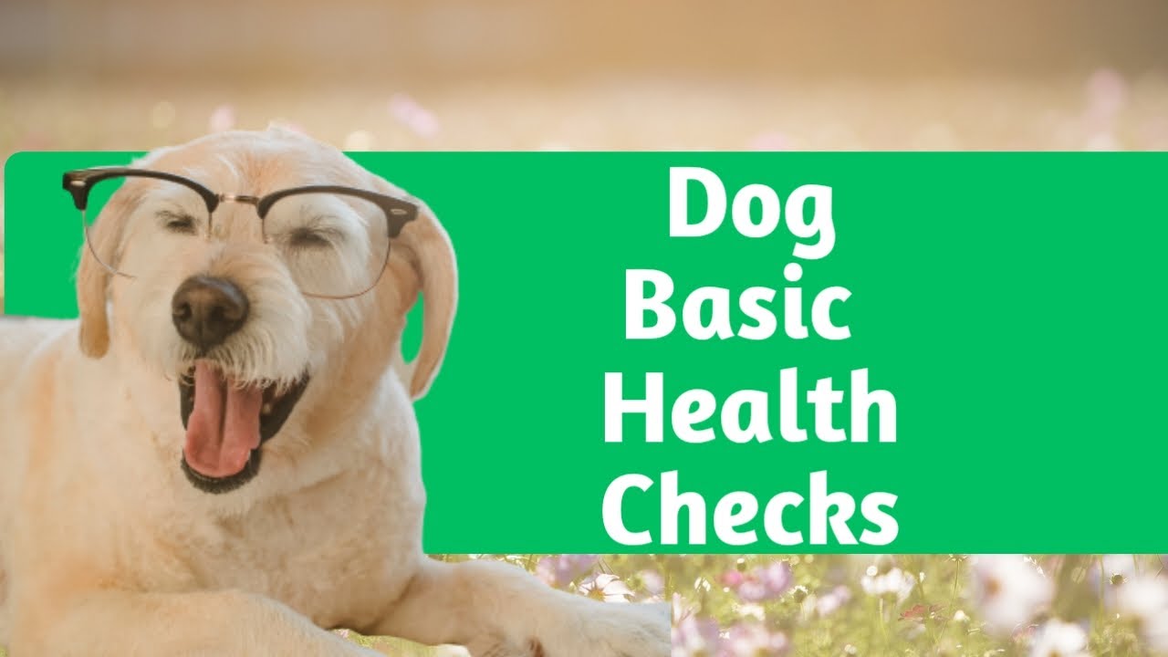 The Essential Basic Dog Health Check Guide : A Comprehensive Guide For ...