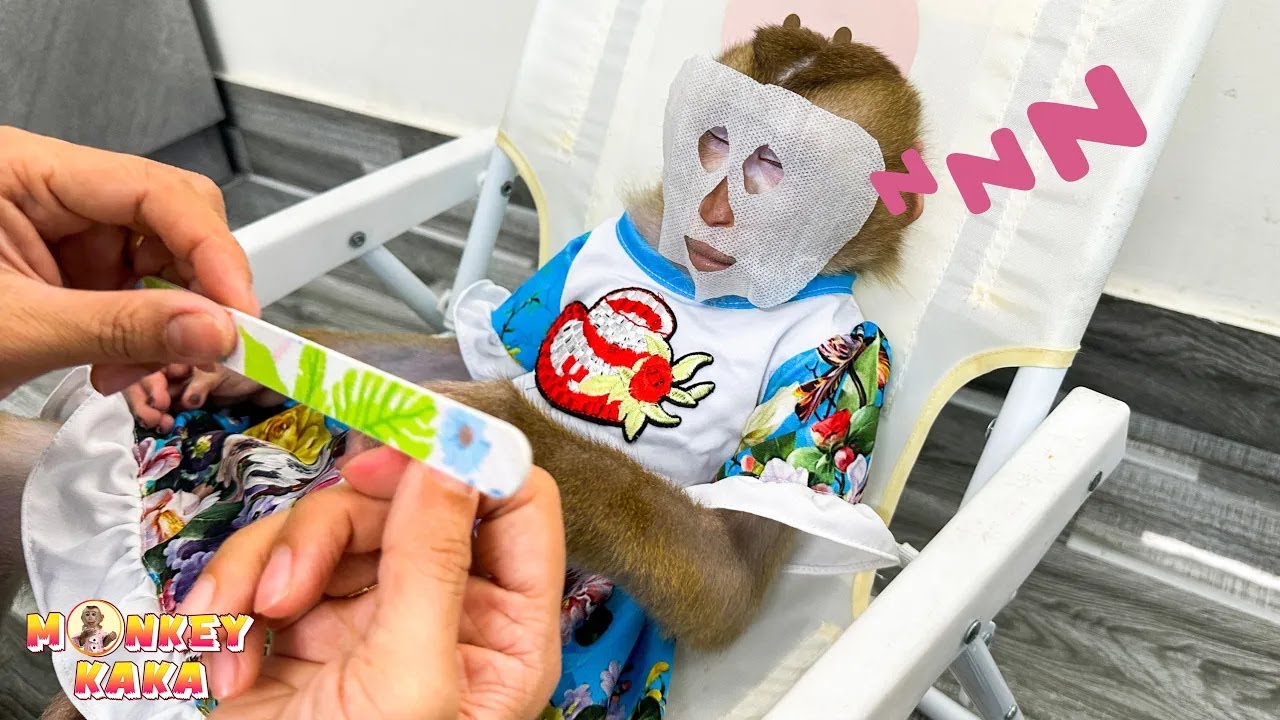 So comfortable! Monkey Kaka enjoys the feeling of being beautified by ...