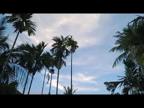 💚Nature vidieo status 💚my beautiful nature❤️💙💚💚💙 feel the nature ❤️