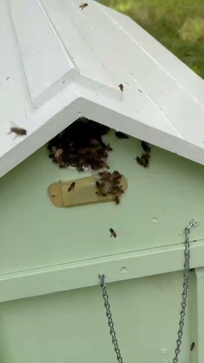 My hives are being robbed….Great 😒 #floridabeekeeping #bee #beekeeper # ...