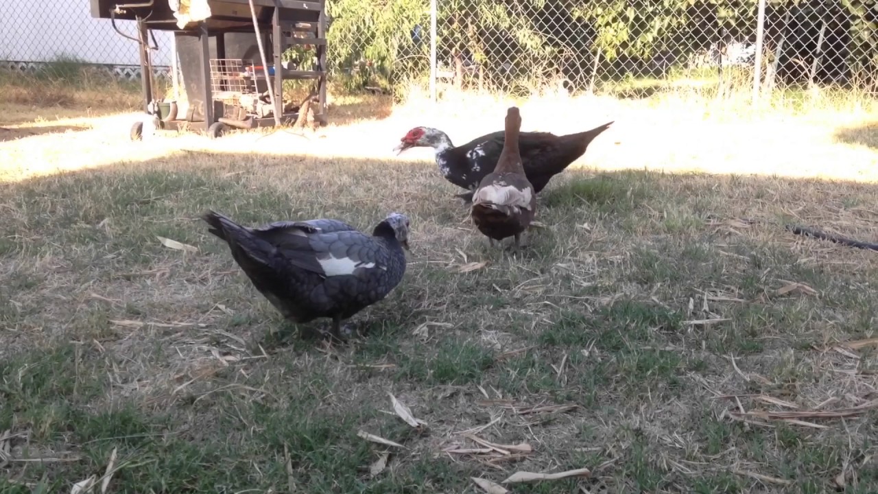 Muscovy ducks walking backwards - YouTube