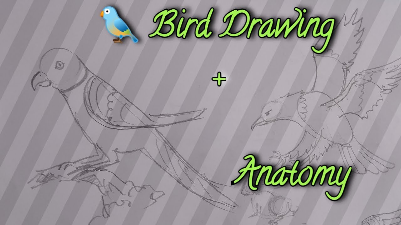 How to draw birds and its Anatomy - YouTube
