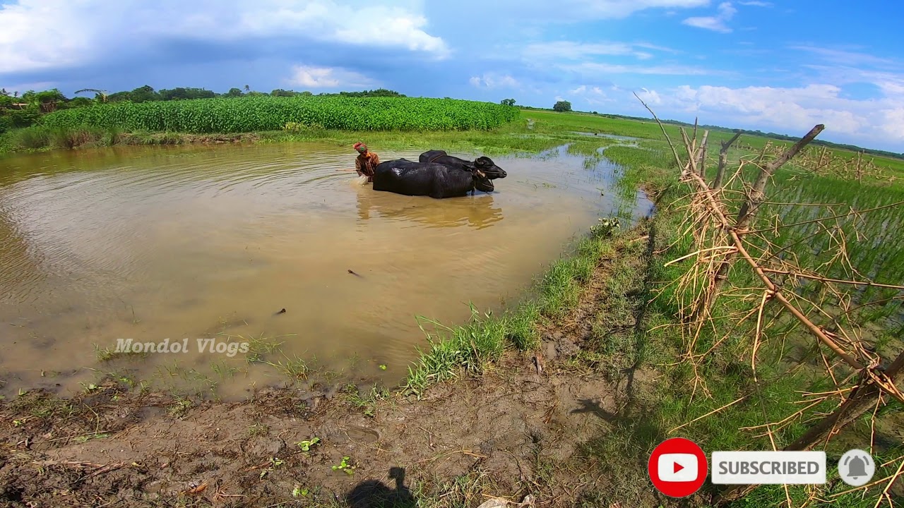 Buffalo Washing In Village (Buffalo Cleaning Time) - Village Life of ...