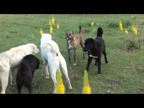 Tajik shepherd dogs in the wild - YouTube