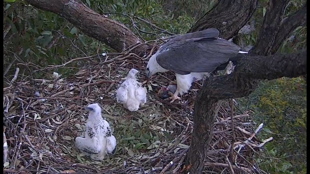 WBSE 2021 - ©Moby Dick (aka - A huge fish) arrives - YouTube