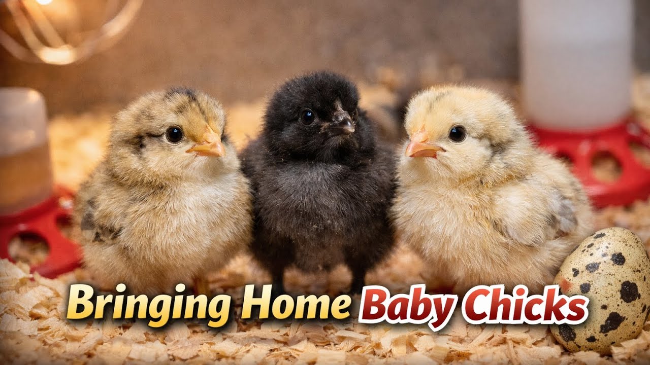 Bringing Home 11 Baby Chicks 🐣 | Brooder Setup & Breeds - YouTube