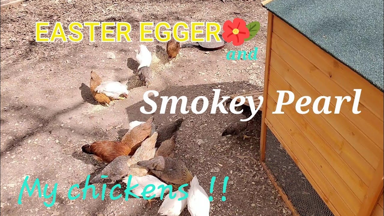 My Easter Egger and Smokey Pearl Chickens / Feeding them "PhilAm ...