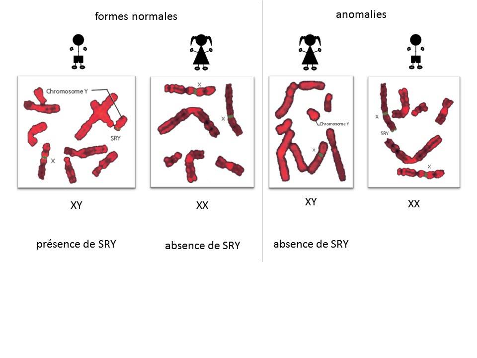 SVT- cours - Les gènes - YouTube