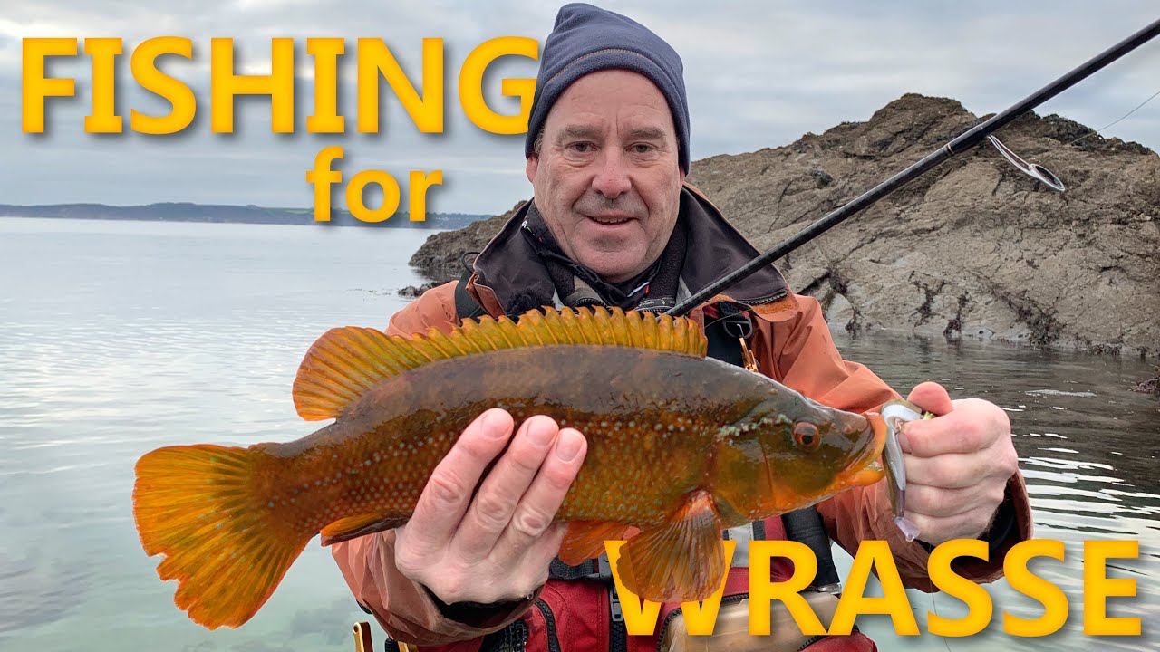 Fishing for Wrasse - non stop hard hitting, rod bending action - YouTube