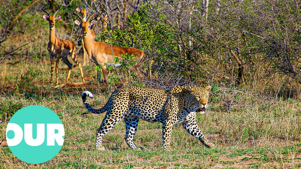 Extraordinary Footage of a Leopard Hunting at Night | Our World - YouTube