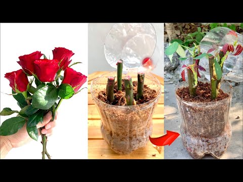 By propagating this, you will have a beautiful garden with all kinds of ...