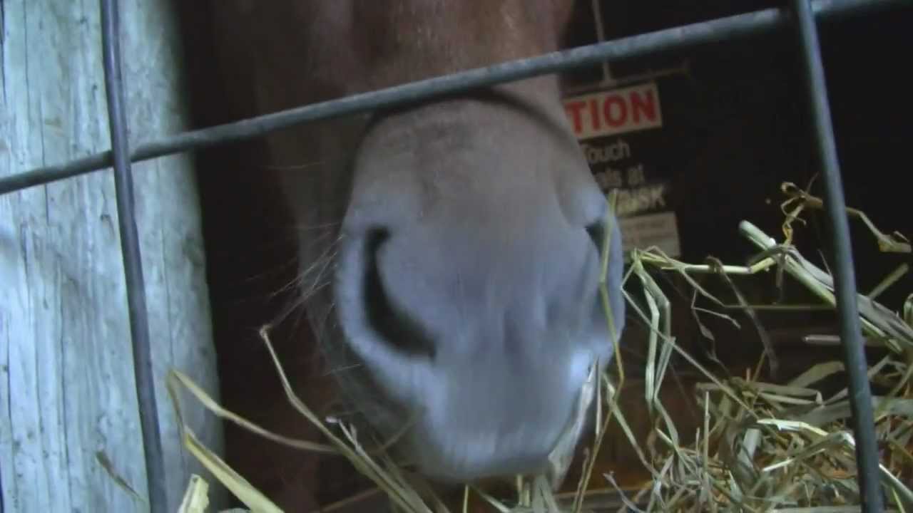 Horse Eating Tries to Eat Camera - YouTube