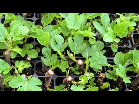 Rooting Fig Cuttings: Water & Lighting - Part 3 - YouTube