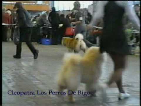 Chow-chow Cleopatra Los Perros De Bigo
