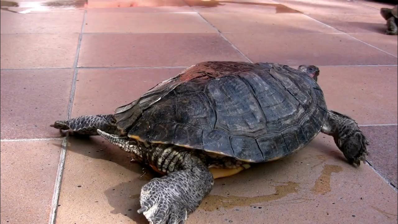 Large Turtle struggling on shell funny video-4k Nature (Ultra HD ...