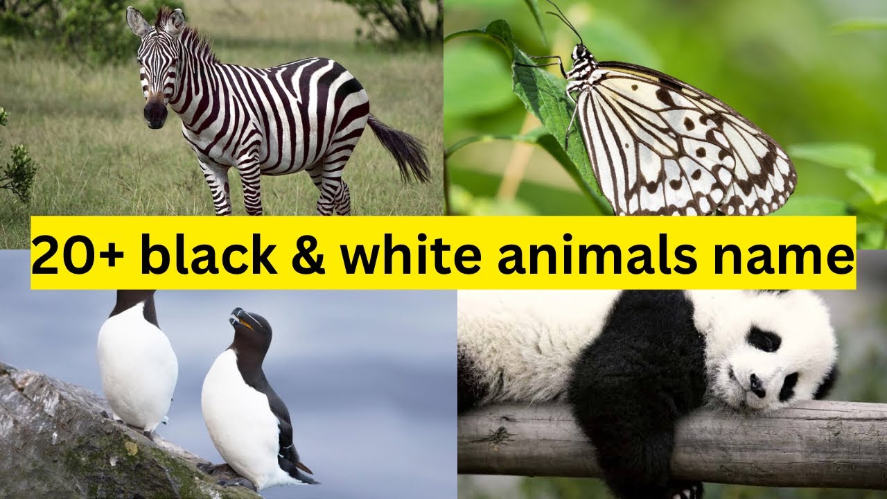 Black & white animals names | animals in black and white |@Toddlers ...