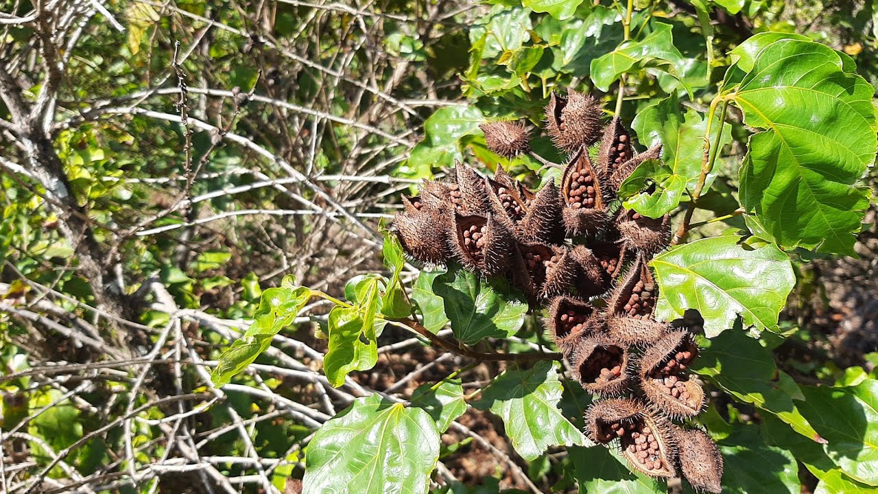 PE DE COLORAL ( É Um Ótimo Tempero Natural ) - YouTube