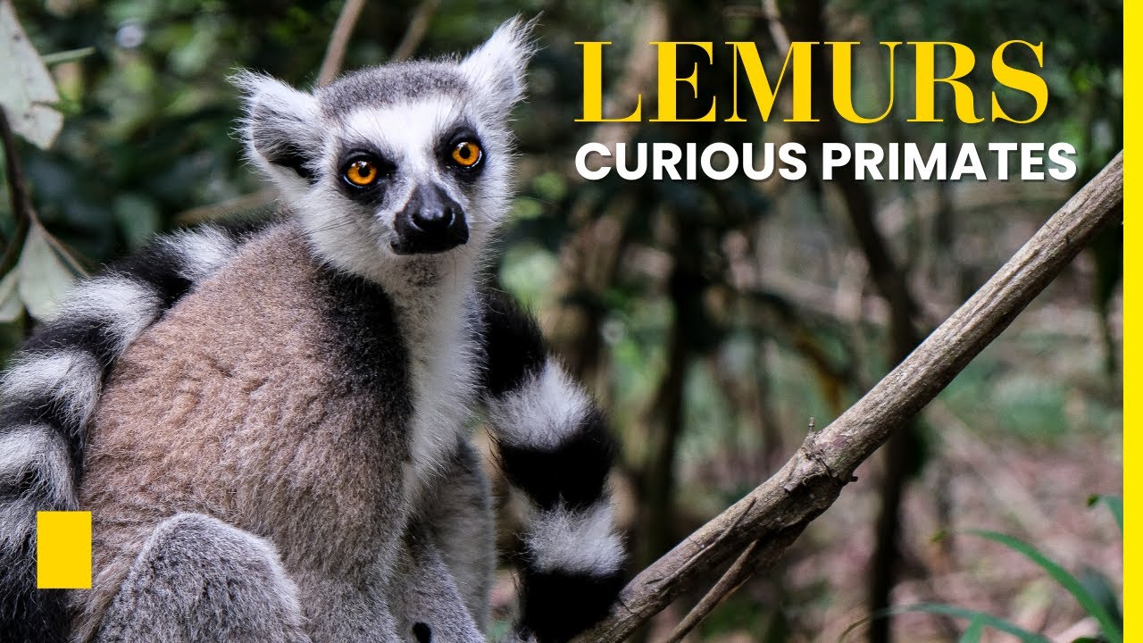 The Incredible True Facts Of Lemurs - YouTube
