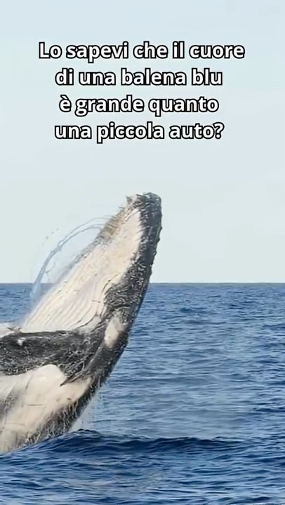 Lo sapevi che il cuore di una balena blu è grande quanto una piccola ...