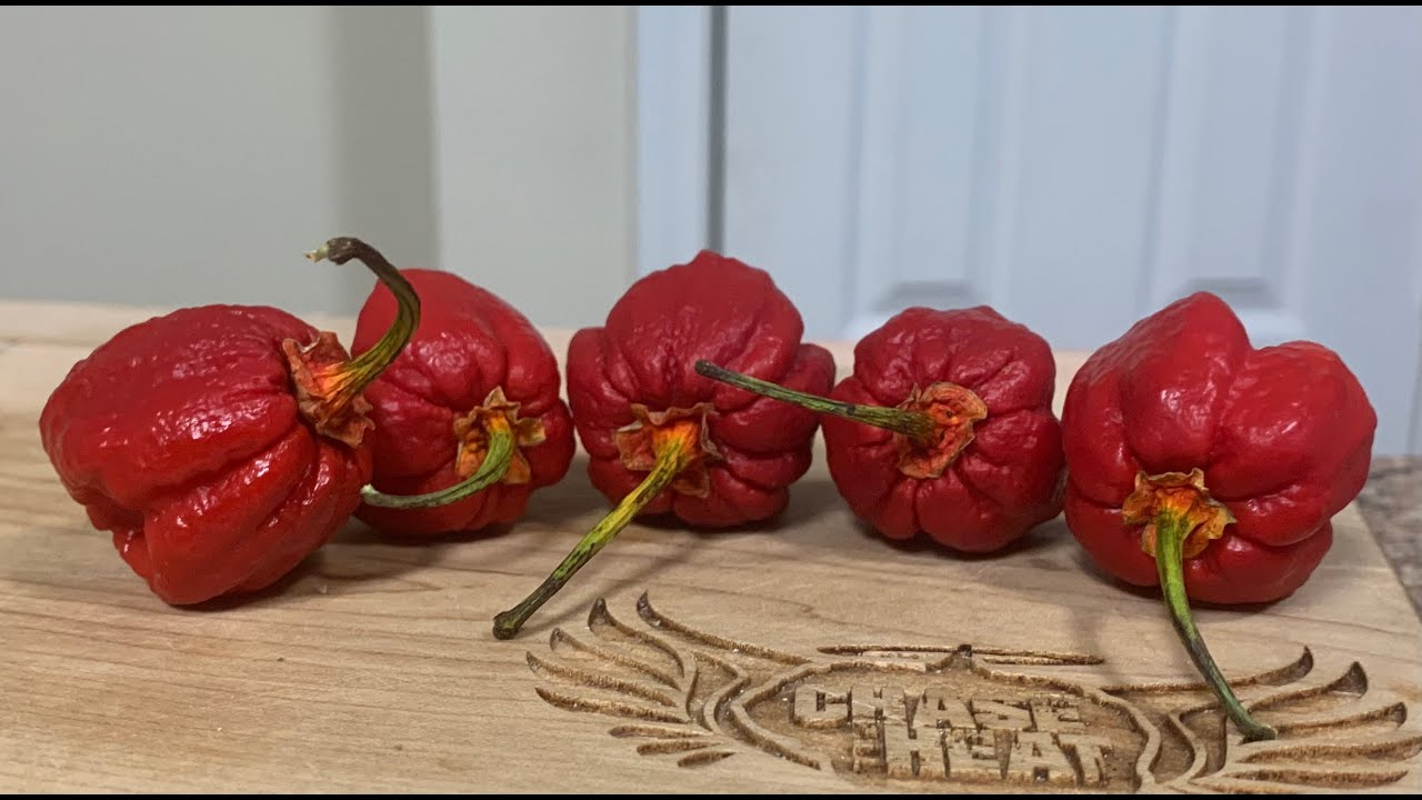 A handful of BBG Scorpion Peppers from Monster Peppers! Choose to make ...