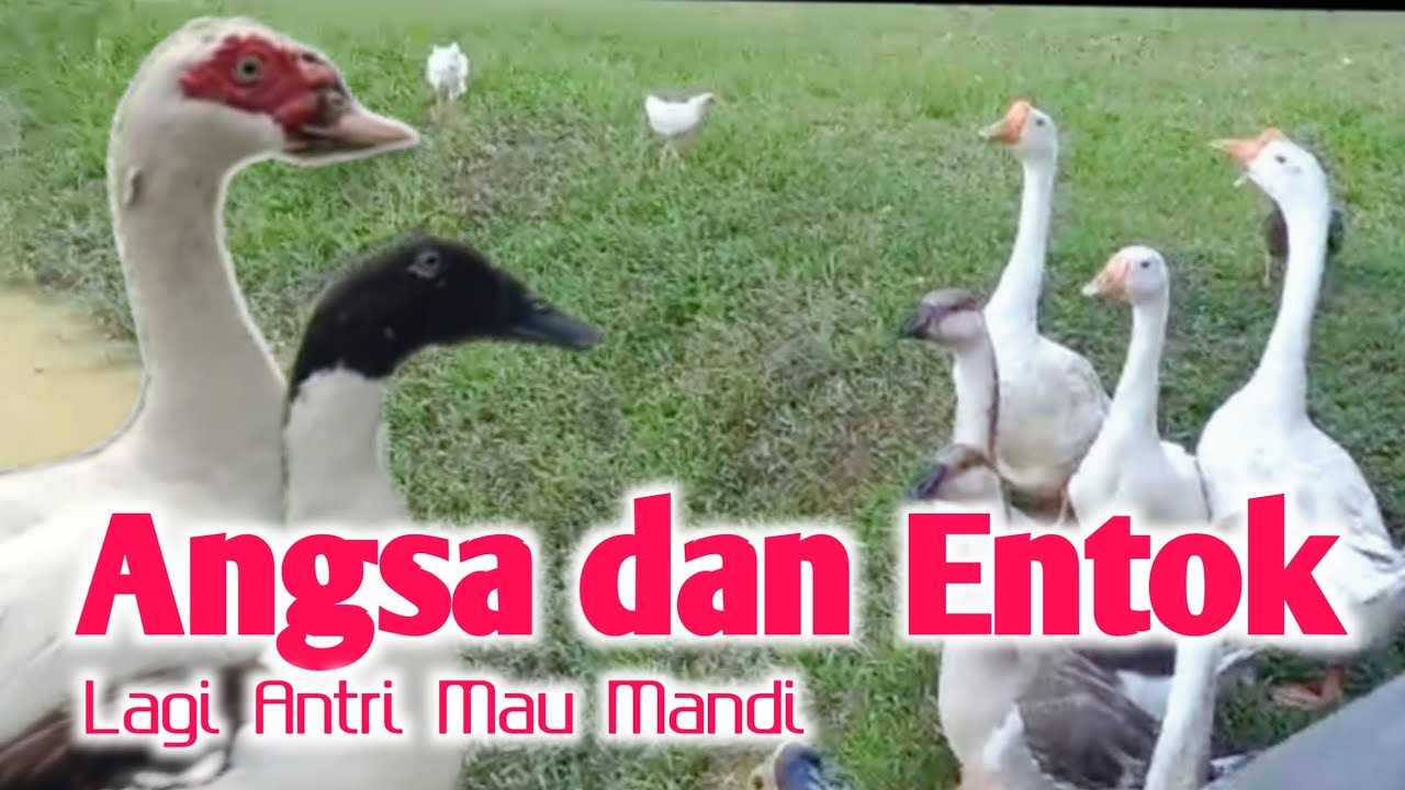 Angsa dan Entok Lagi Antri M.au Mandi - YouTube