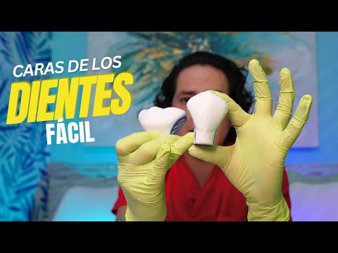 Caras de los Dientes, así se llaman... - YouTube