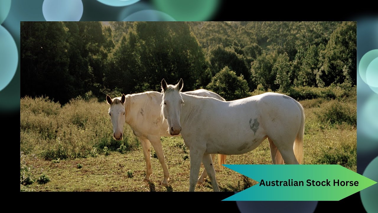 Meet the Versatile Australian Stock Horse 🇦🇺🐴 | The Ultimate Working ...