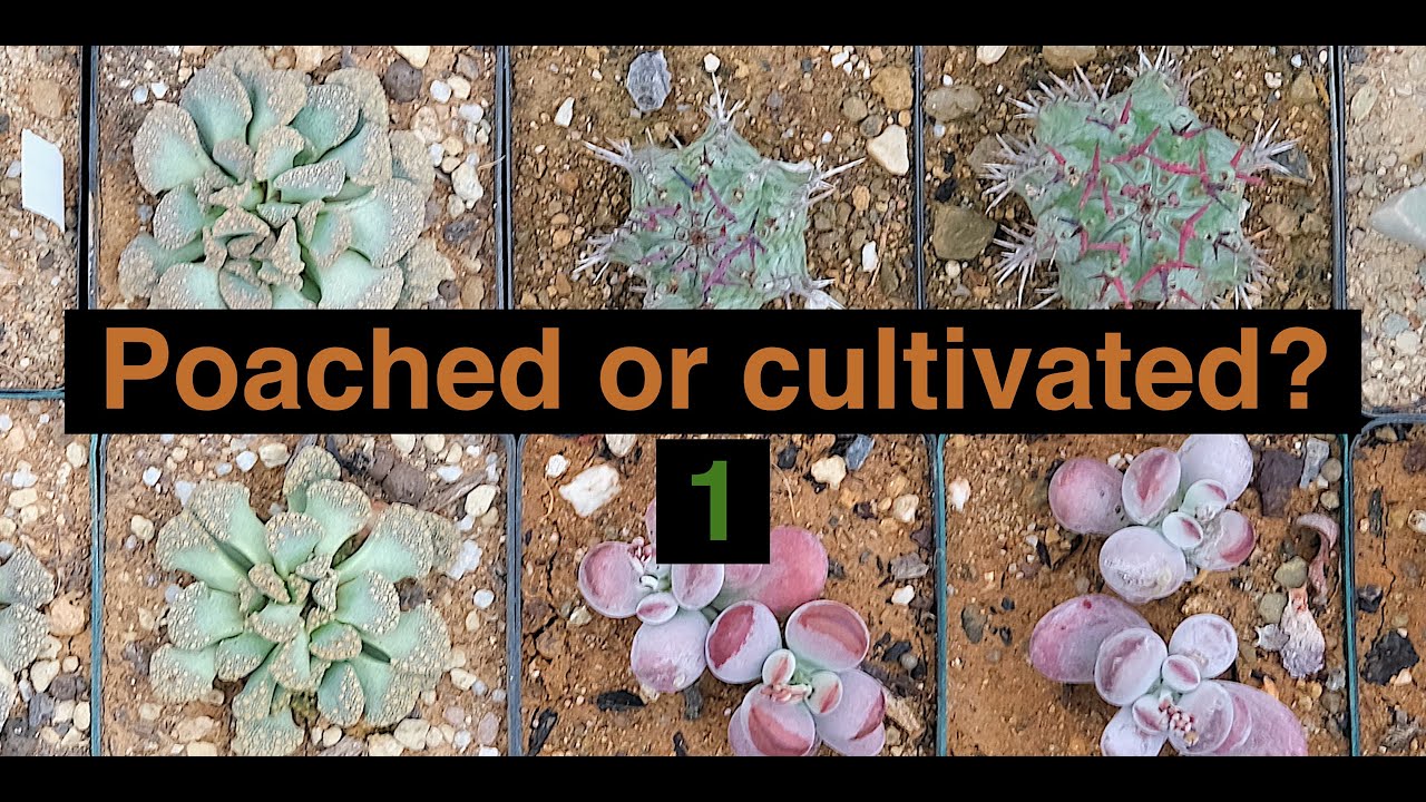 Succulents - Poached or cultivated? - 1 - YouTube
