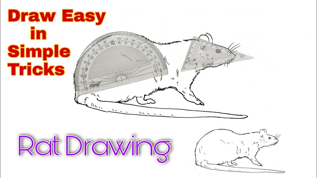 Easy Mouse drawing/ Easy Rat drawing - YouTube