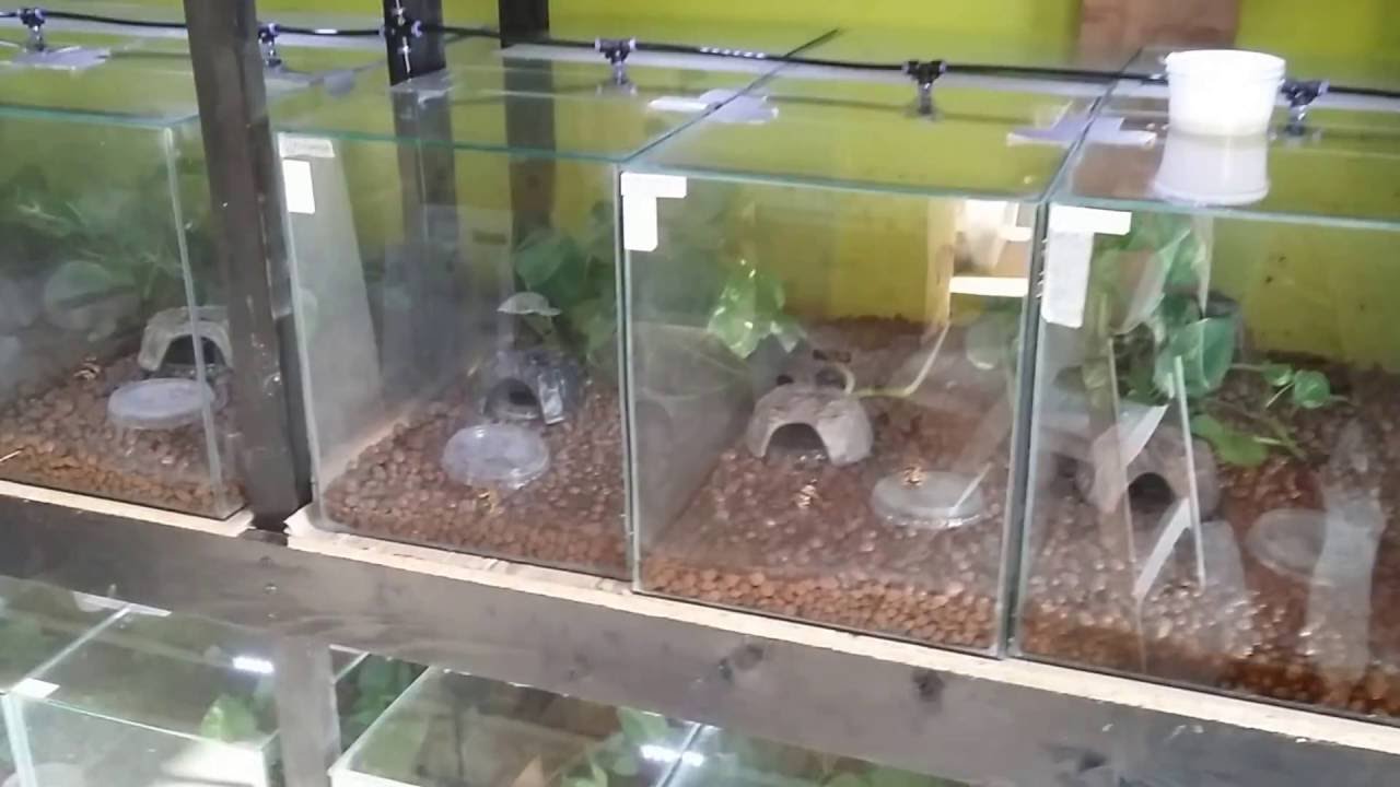 FROG ROOM TOUR dartfrog.hu - YouTube