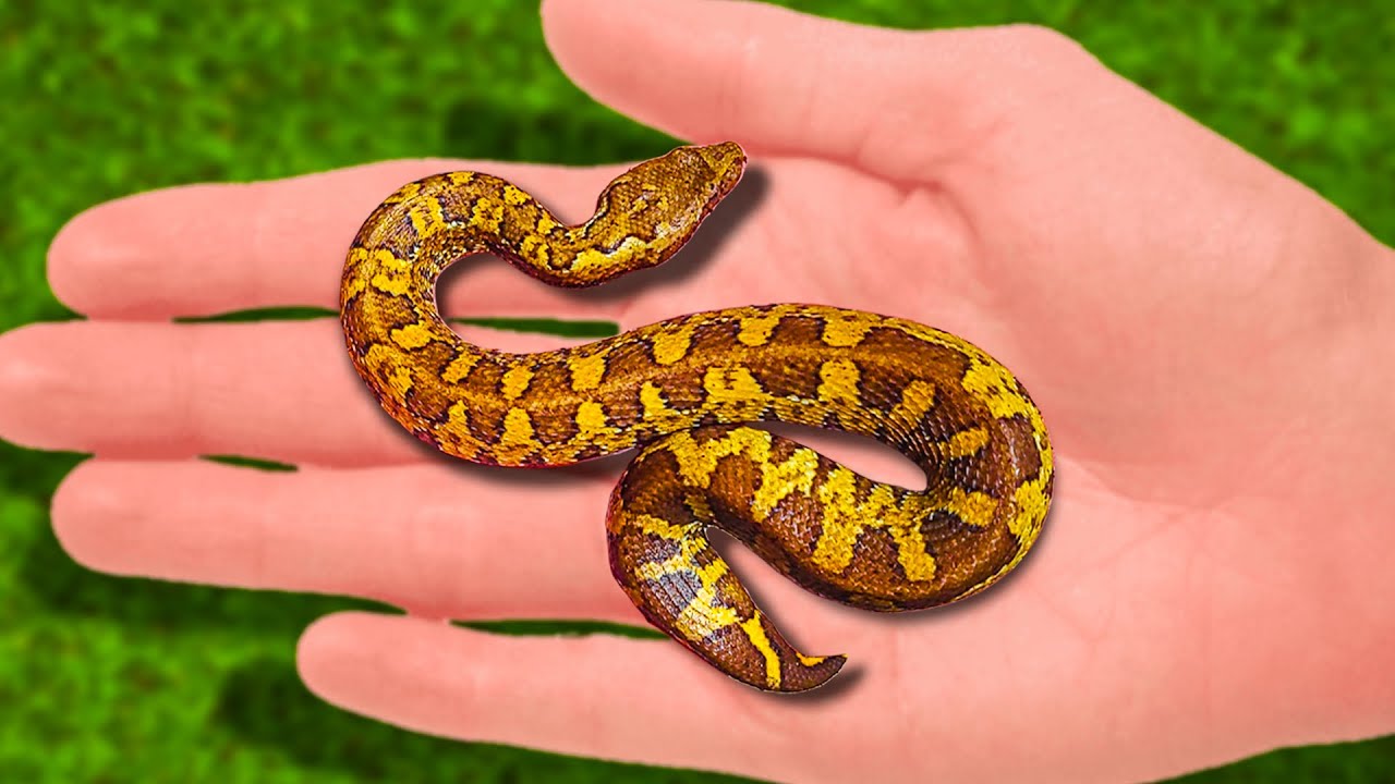 My Viper Boa Had Live Babies! - YouTube