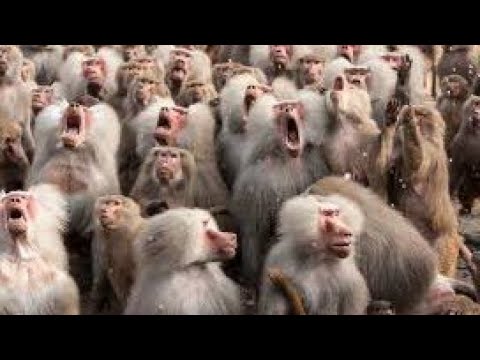bandorer bangla vlog vidios Ajmer patalpur - YouTube