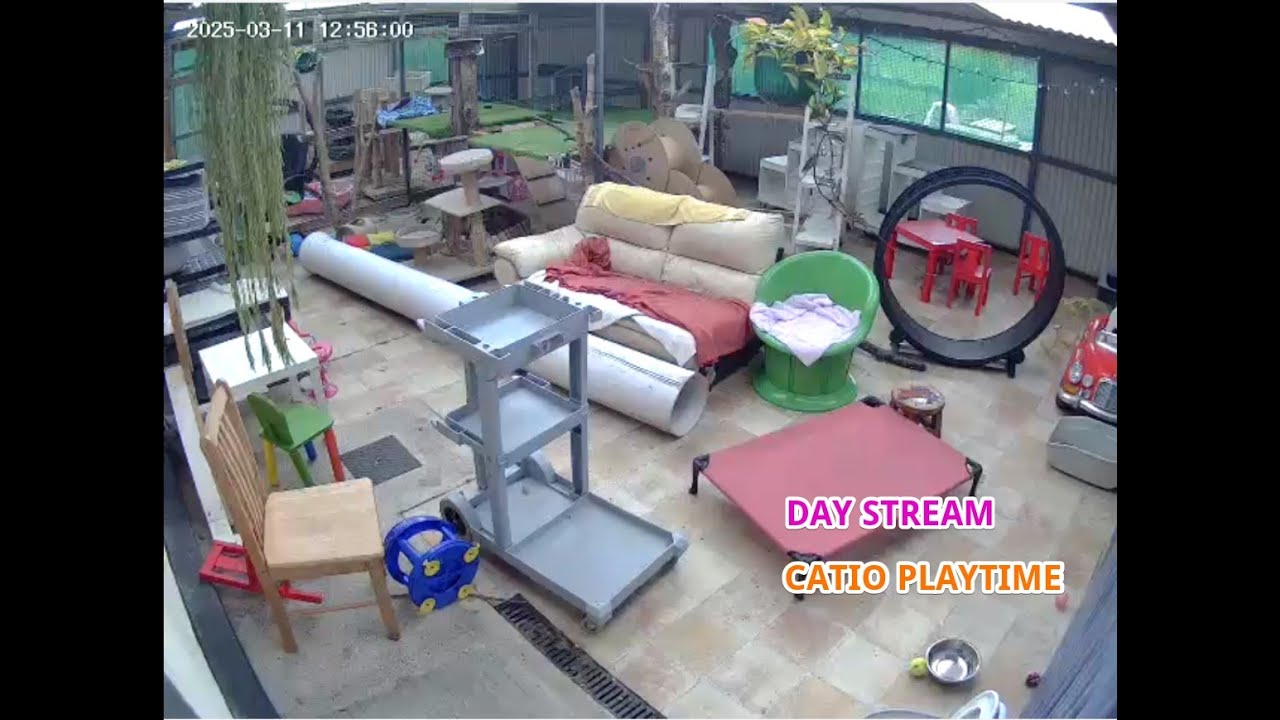 RELAX with CATS, KITTY CAMERAS, RELAXING MUSIC, HEALING MUSIC, RELAX ...