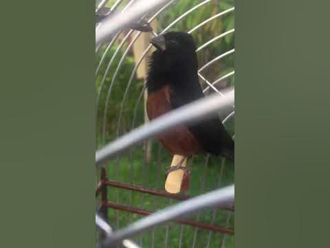 mooie picolet - YouTube