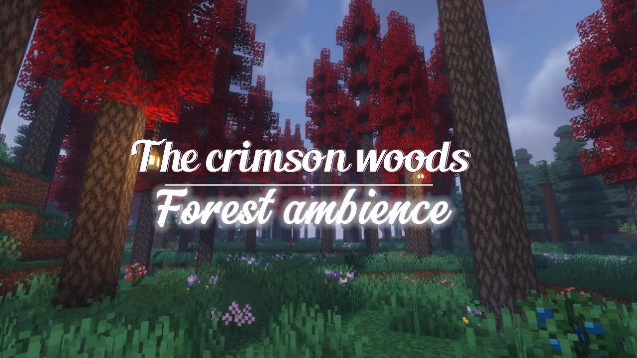 The Crimson forest | Forest ambience for relaxing - YouTube