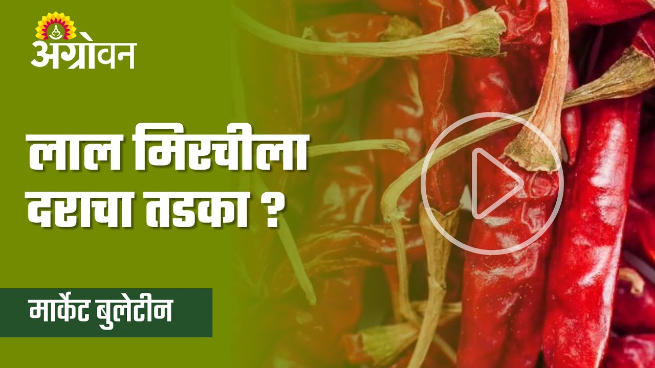 Chilli Market: Red chilli production in the country decreased this year ...