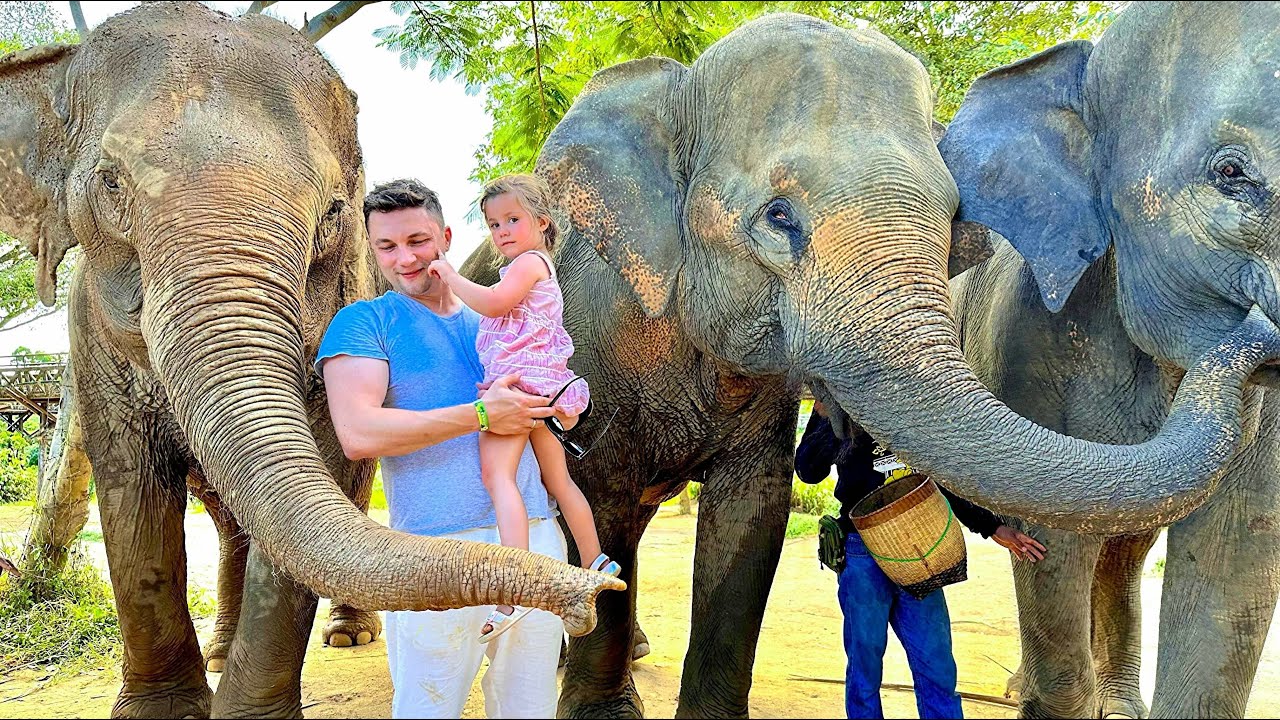 Exciting Elephant Adventure: Meet Elephant Friends 🐘 - YouTube