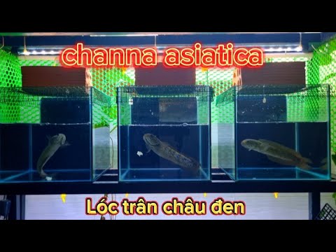 Lóc trân châu đen chana asiatica. - YouTube