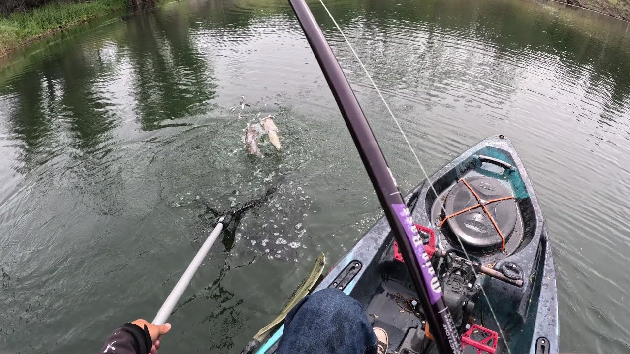 The Berryessa A-rig FEEDING FRENZY(TWO DOUBLE UPS) - YouTube