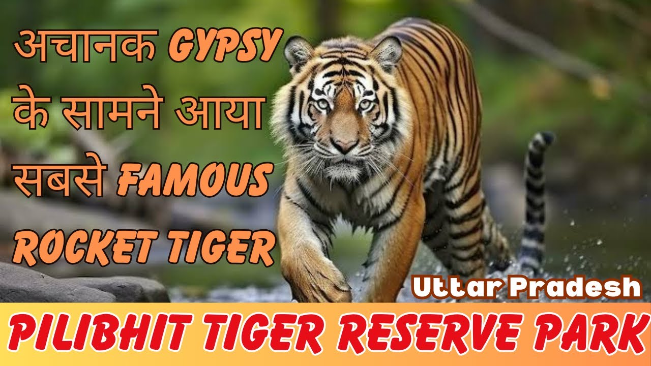 अचानक Gypsy के सामने आया सबसे Famous Tiger Rocket॥ Pilibhit Tiger ...