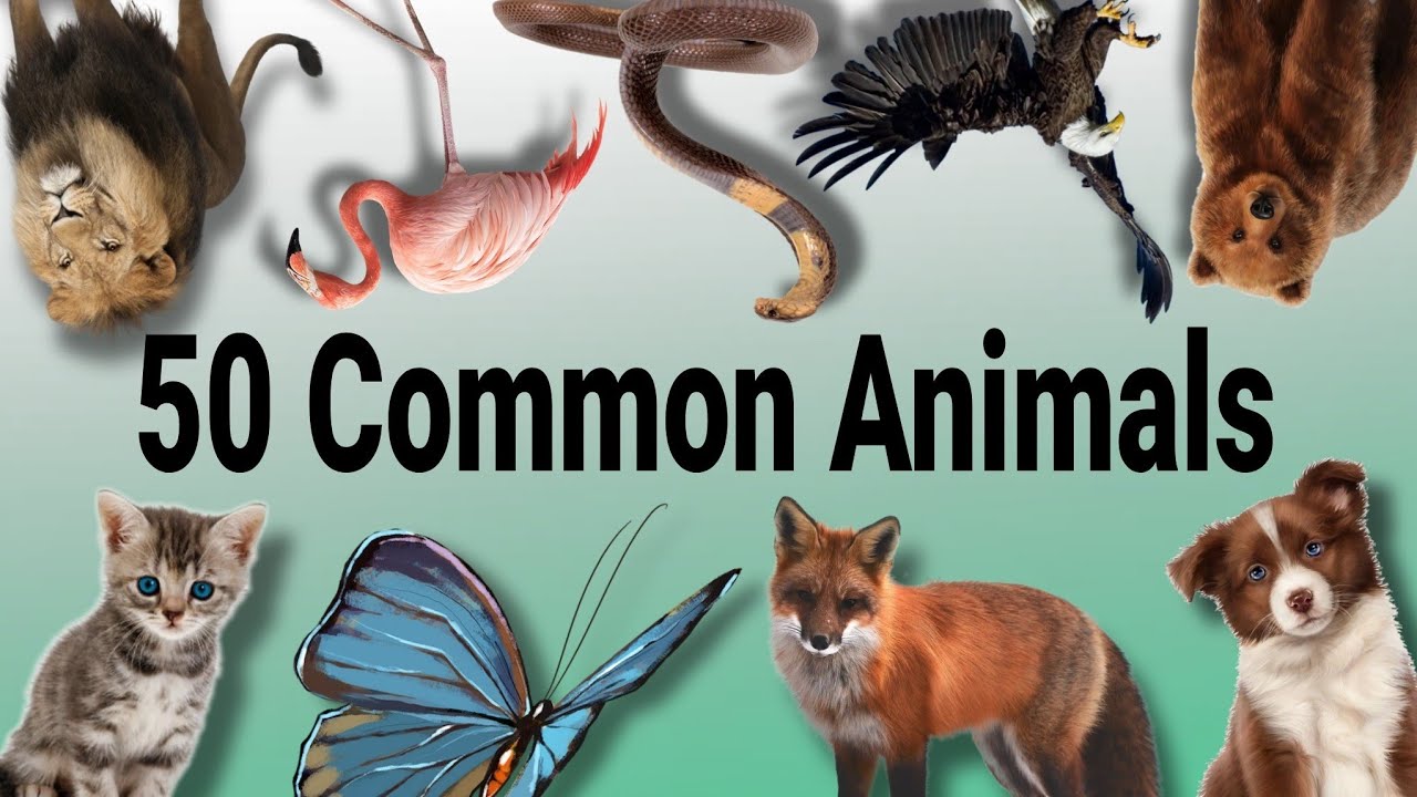50 Common Animals in English|Quick, Easy & Fun, Learn Them All in 5 ...