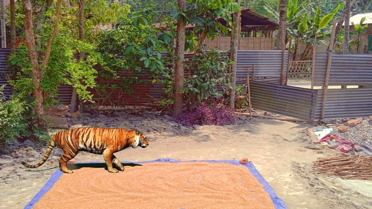 Tiger Video // Best & Worst tiger Trends ///Video tiger #tiger - YouTube