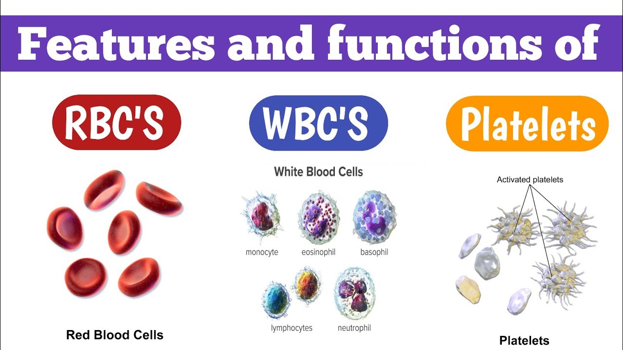 Components of blood. RBC'S WBC'S and platelets. Part no 3. General ...