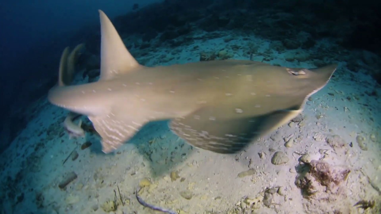 Diving with Rays and Guitar Shark @ Maldives - YouTube