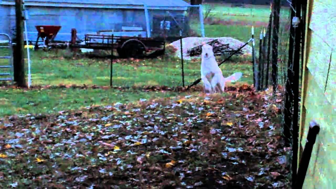 Whippet and Borzoi playing chase - YouTube
