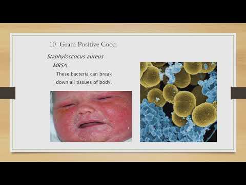 MICROB CLASE 2 Bacterias INGLÉS - YouTube