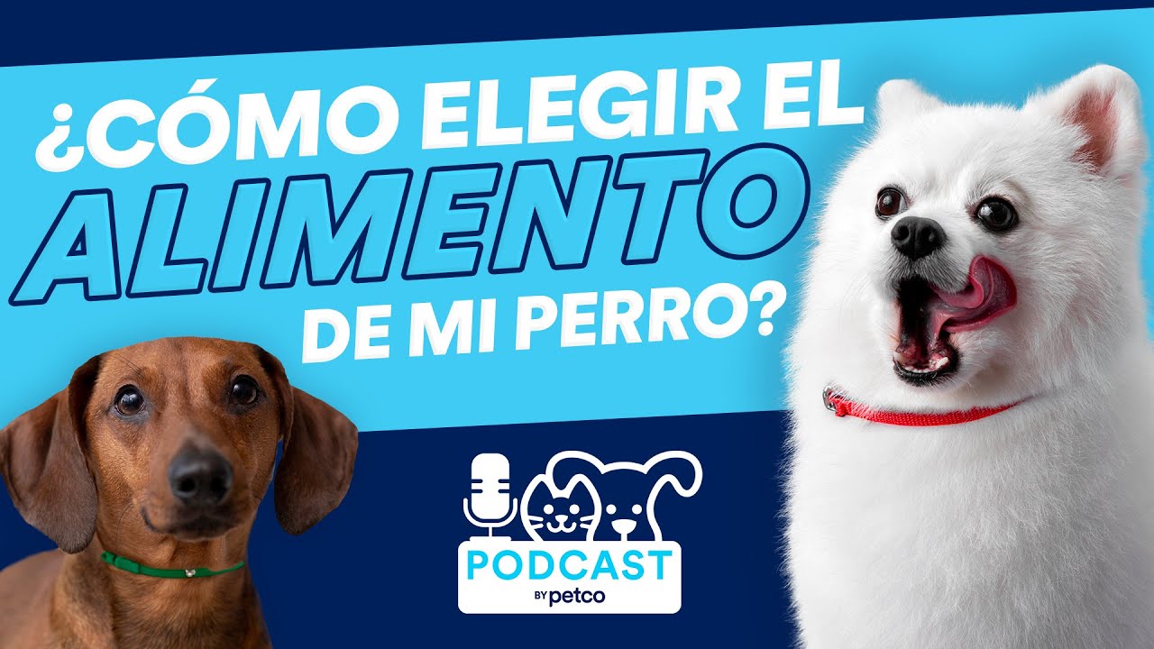 ¿CÓMO ELEGIR LAS MEJORES CROQUETAS PARA PERRO? | Petco Podcast ...