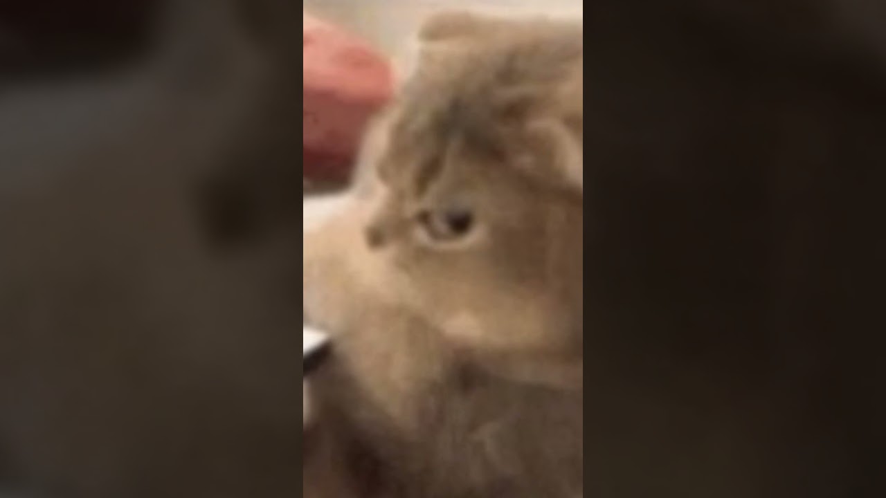 el gato que mira feo - YouTube