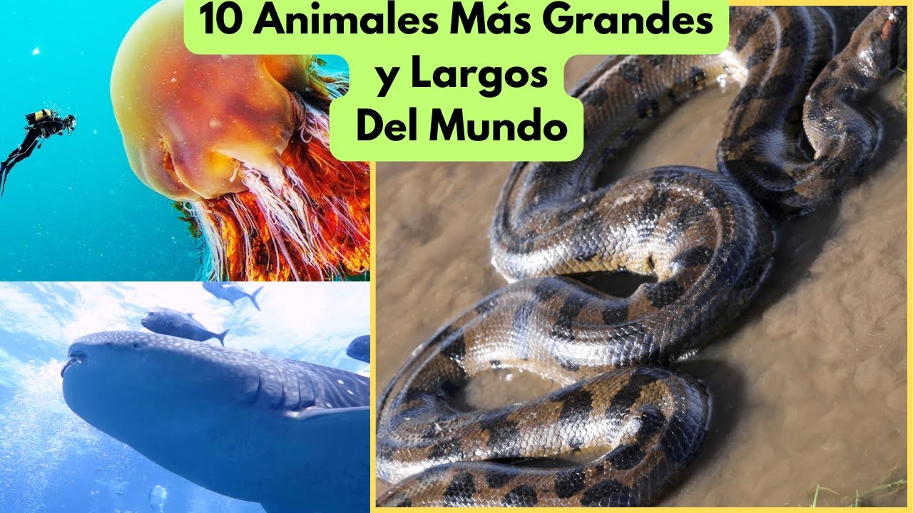 10 Animales Más Grandes y Largos del Mundo 2024 - YouTube