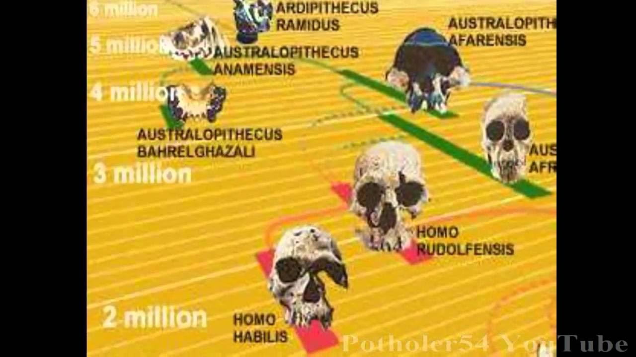 8 - Human Evolution Made Easy - YouTube